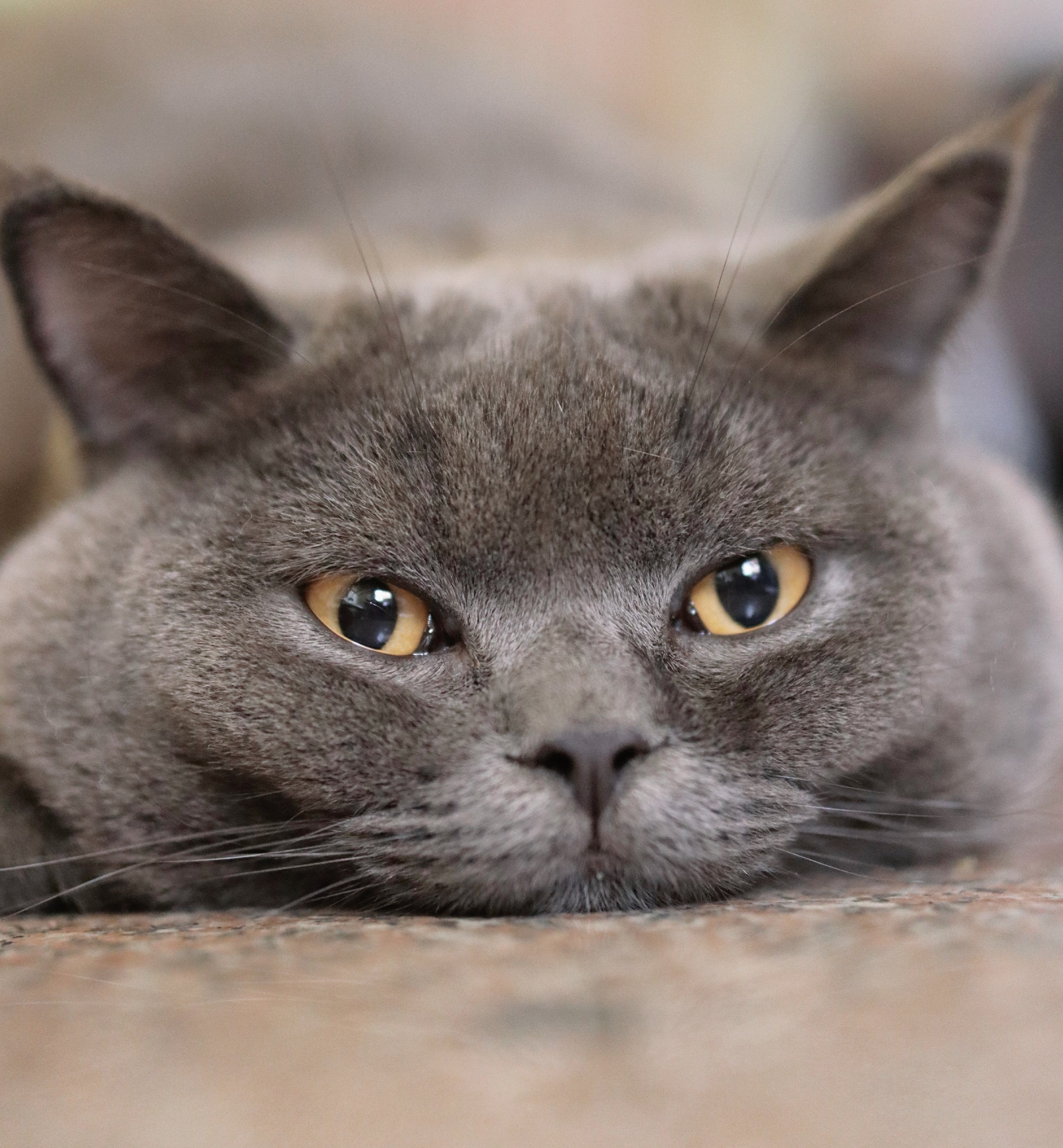 Why Do Cats Purr? Understanding the Meaning Behind – Vervve